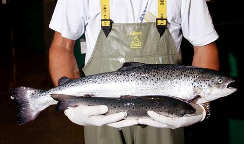 The SciFiles #3: 20 Years Later, Genetically Modified Salmon Approved ...